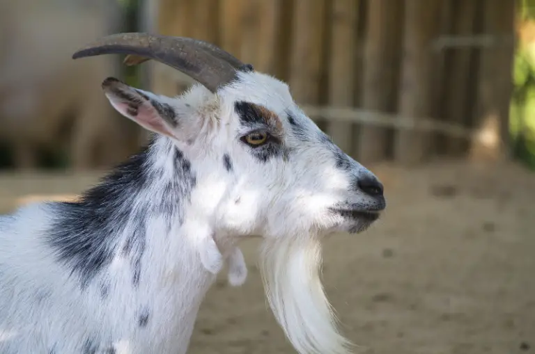 Do Goats Smell Bad? – Savvy Farm Life