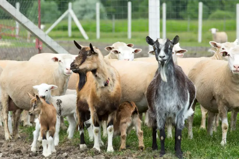 Goats vs Sheep: Profit, Care & Behavioral Differences – Savvy Farm Life
