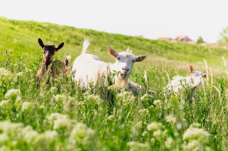 Are Goats Friendly? What You Need To Know – Savvy Farm Life