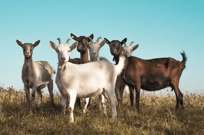 Do Goats Smell Bad? – Savvy Farm Life