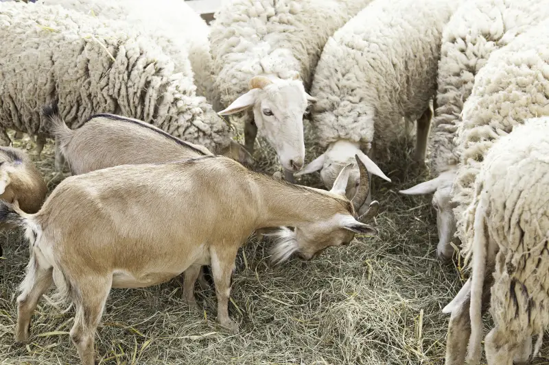 Goats vs Sheep: Profit, Care & Behavioral Differences – Savvy Farm Life