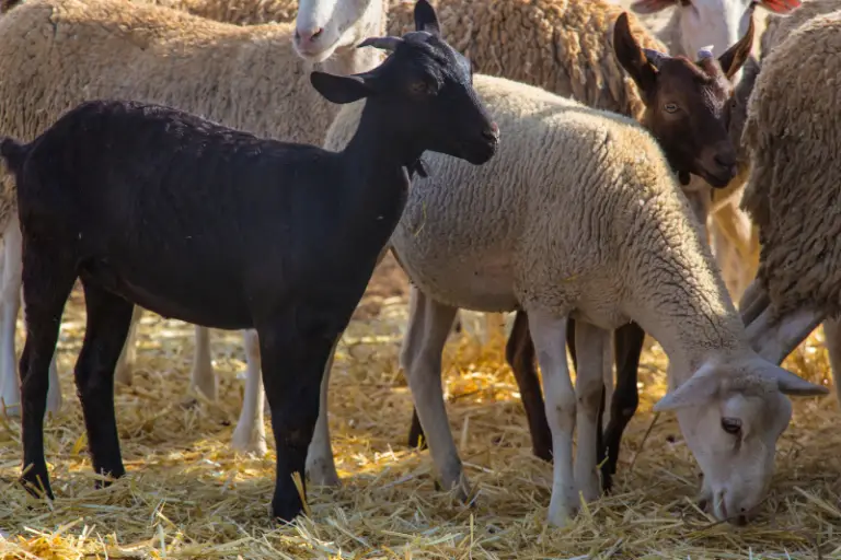 Goats vs Sheep: Profit, Care & Behavioral Differences – Savvy Farm Life