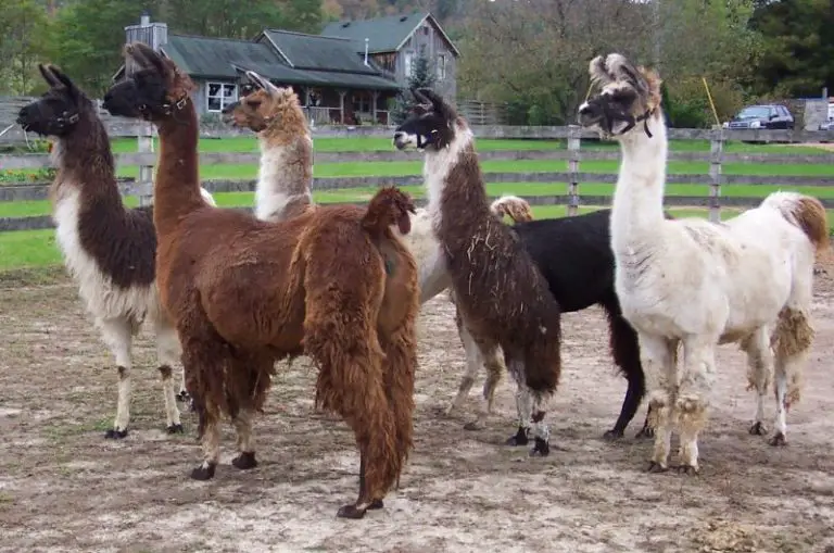 What Are Llamas Used For? 10 Incredible Ways They Benefit Us – Savvy ...