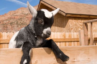 How Goats Escape And What To Do About It – Savvy Farm Life