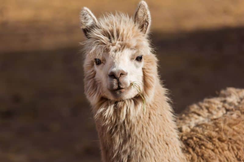 What Are Llamas Used For? 10 Incredible Ways They Benefit Us – Savvy ...