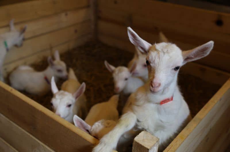 How Goats Escape And What To Do About It – Savvy Farm Life