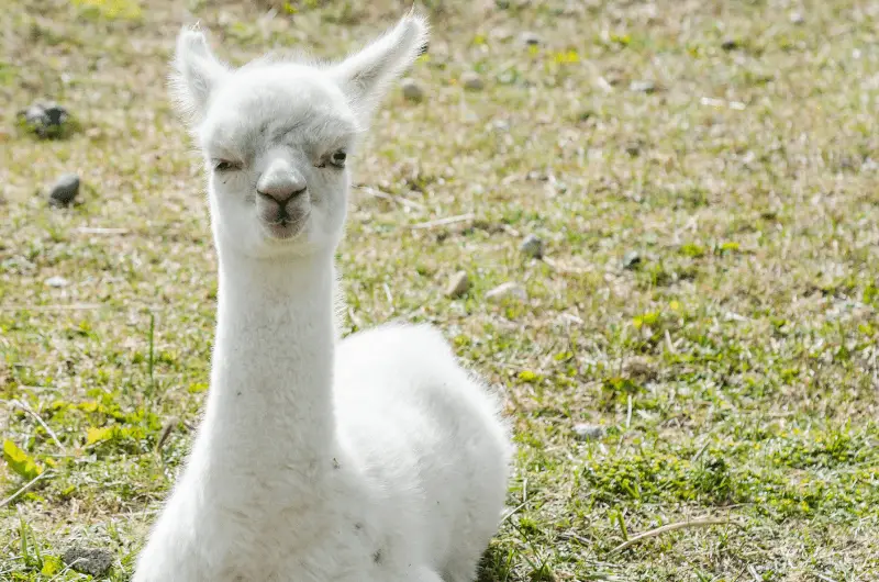 What Do You Call A Baby Llama? The Adorable Answer – Savvy Farm Life