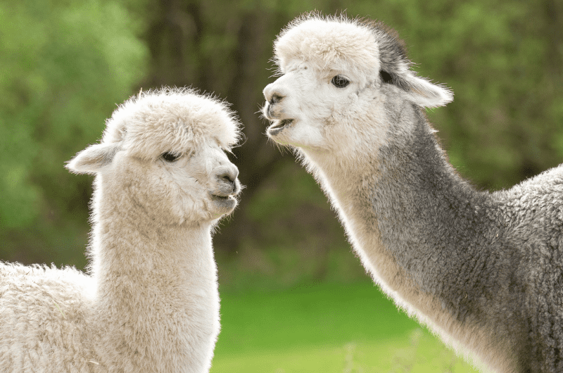 What Do You Call A Baby Llama? The Adorable Answer – Savvy Farm Life