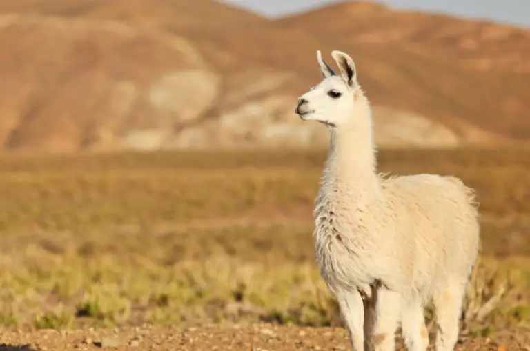 Are Llamas Dangerous? What You Need To Know – Savvy Farm Life