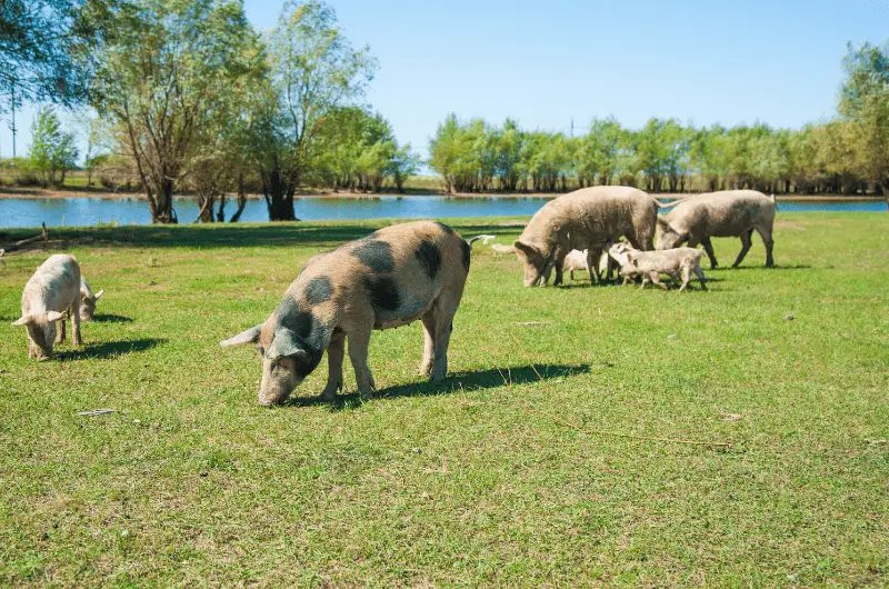 How Many Pigs Should You Have Per Acre? Essential Guide – Savvy Farm Life