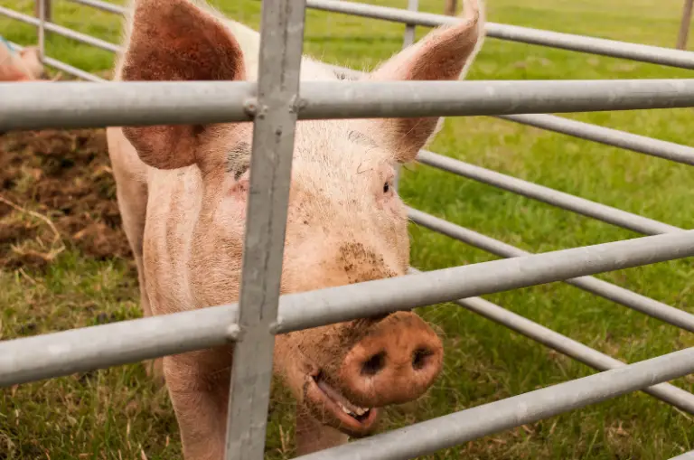 How Many Pigs Should You Have Per Acre? Essential Guide – Savvy Farm Life