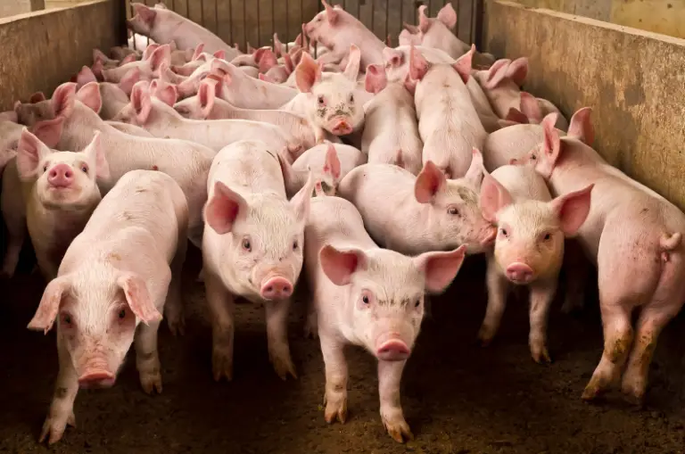 How Many Pigs Should You Have Per Acre? Essential Guide – Savvy Farm Life